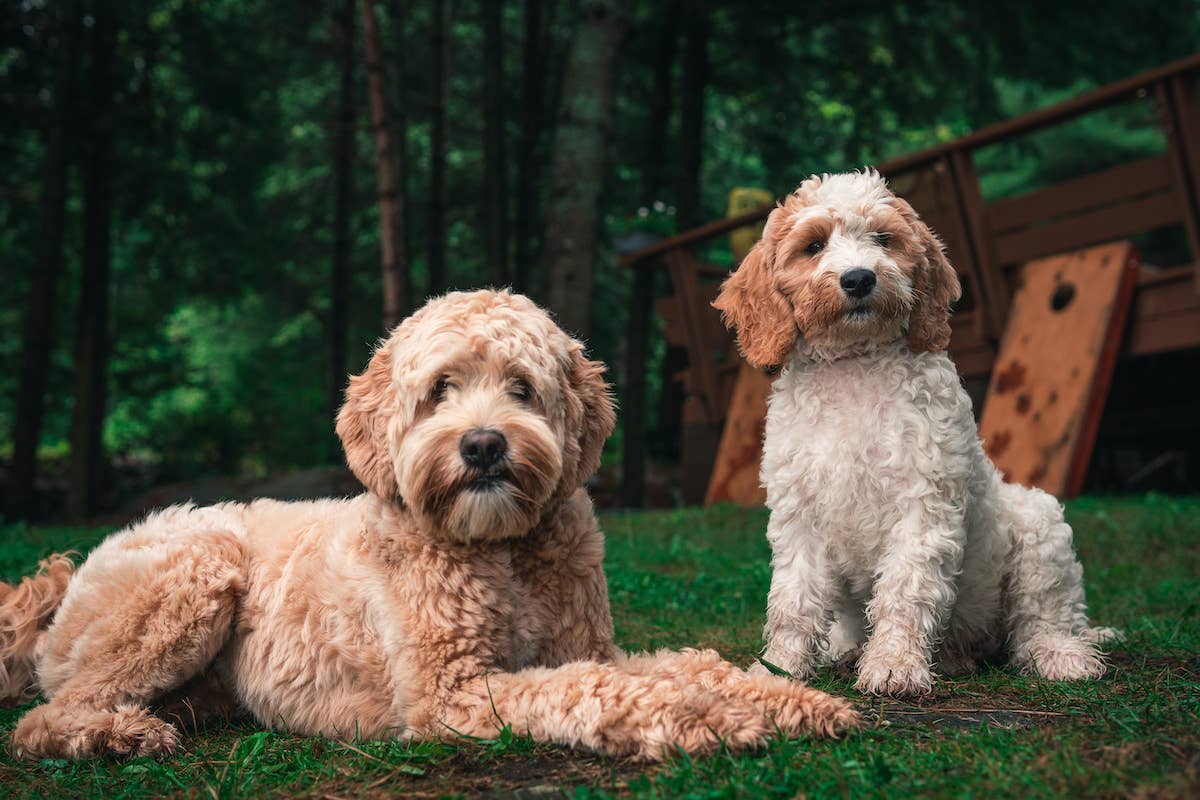 Hilarious Doodle Siblings Who Like to 'Play Tug of War Without Tugging ...