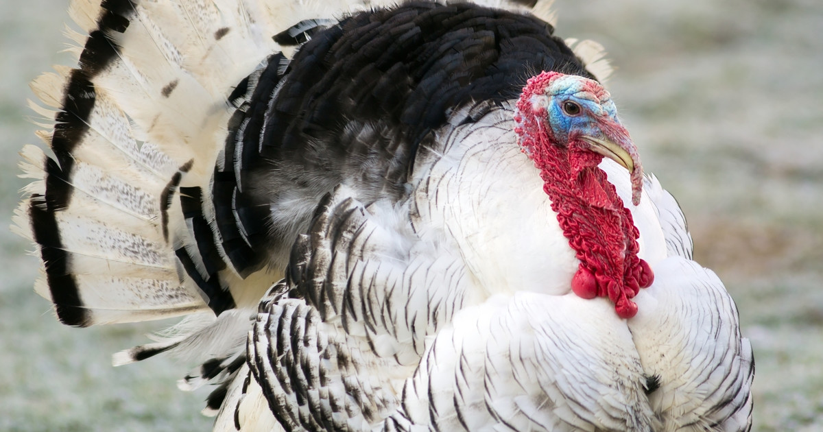 Moment Turkey Meets His New Hen Companion at Sanctuary Will Make You ...
