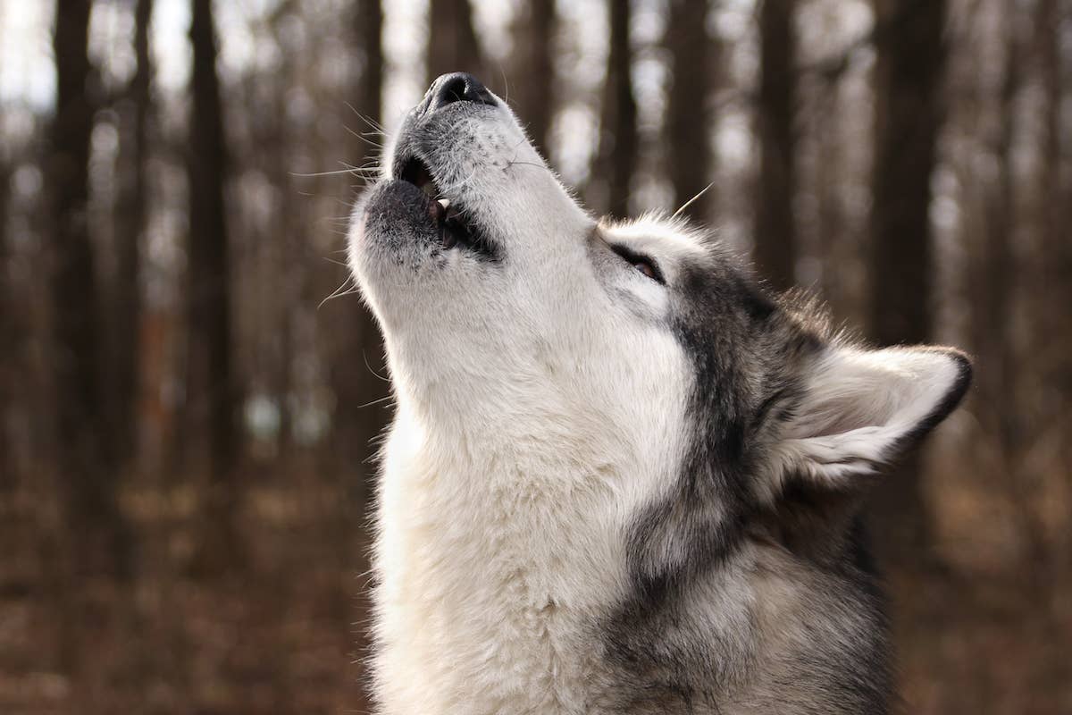 Alaskan Malamute's Priceless Head Tilts As He Sings Along to the ...