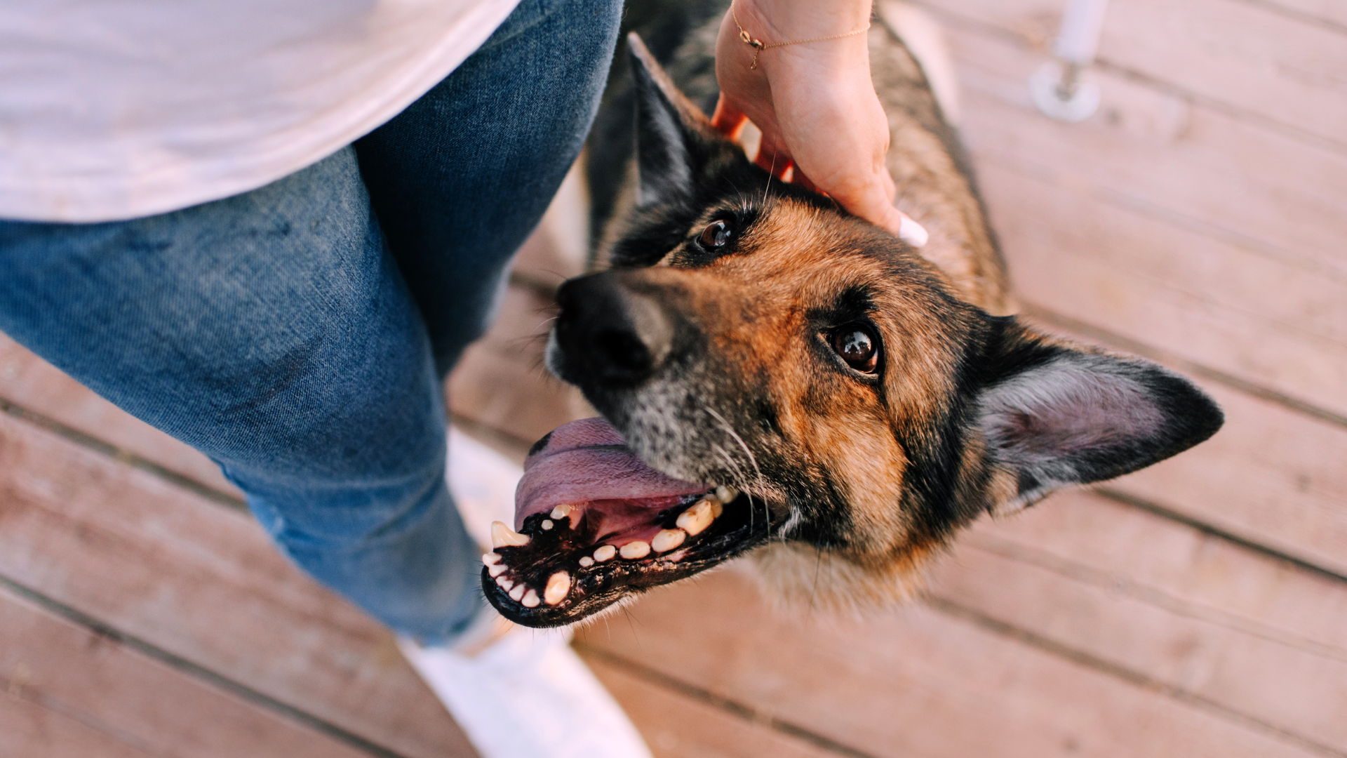 Senior German Shepherd Getting Hyped up by His Dog Walker Is the Cutest ...