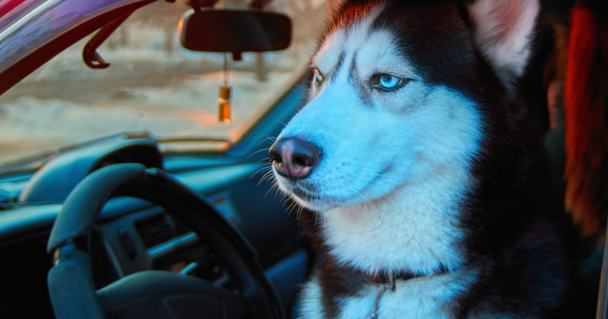 ‘Awoo’ Dog in Red Truck Says Hello to Everyone - PetHelpful