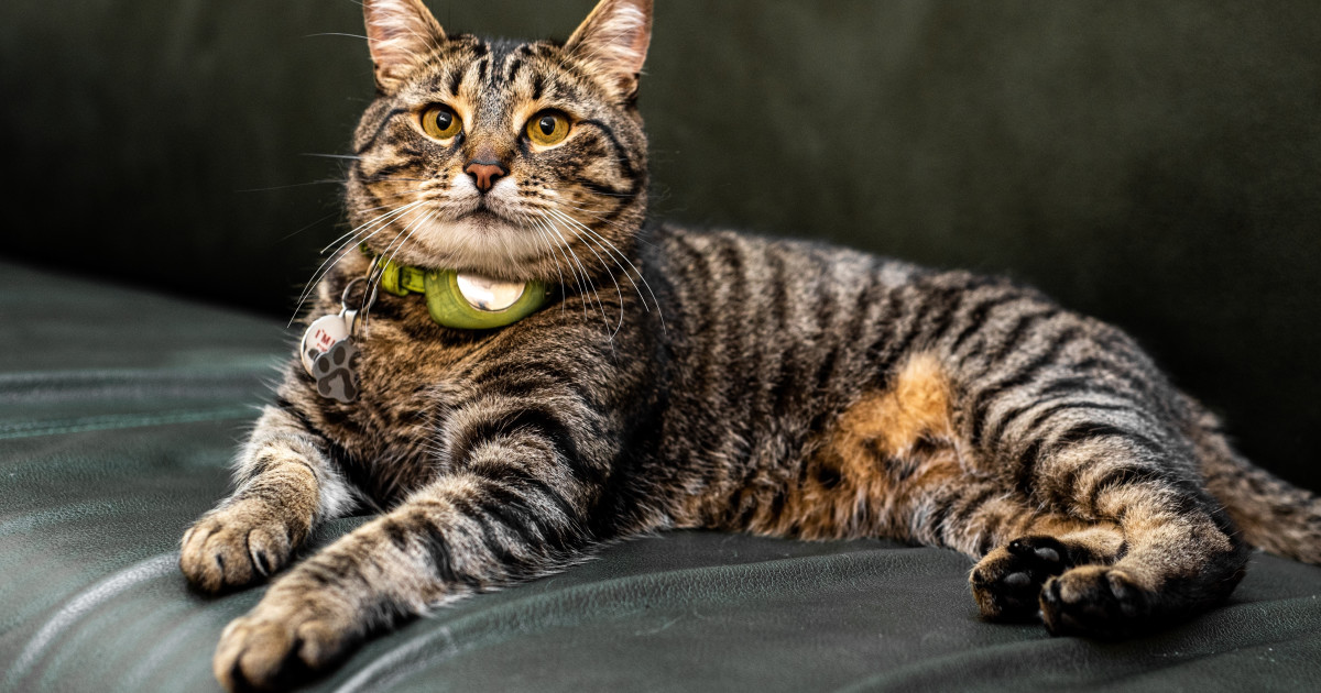 Cat Makes Two Rules for Biscuits and Neither One Is Optional - PetHelpful