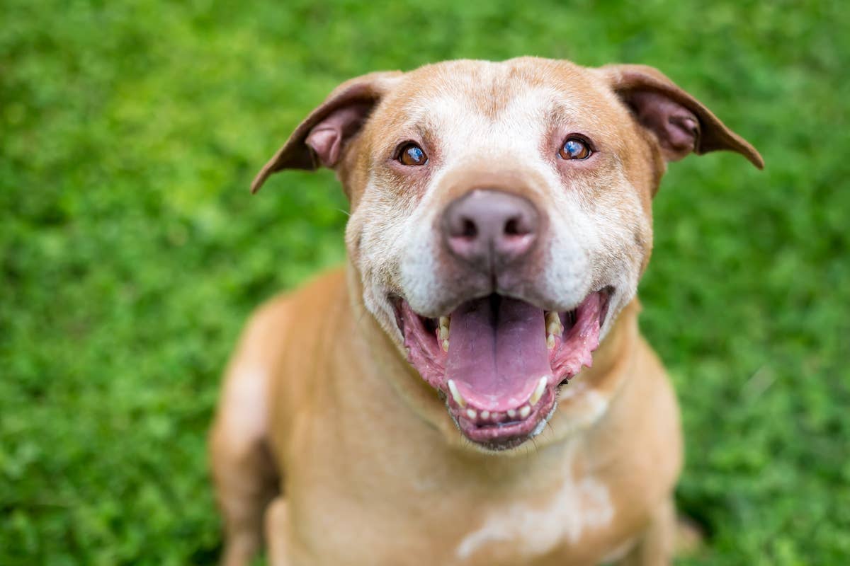 Senior Pit Bull Began to Age Backwards When Her Black Lab Puppy Sister ...