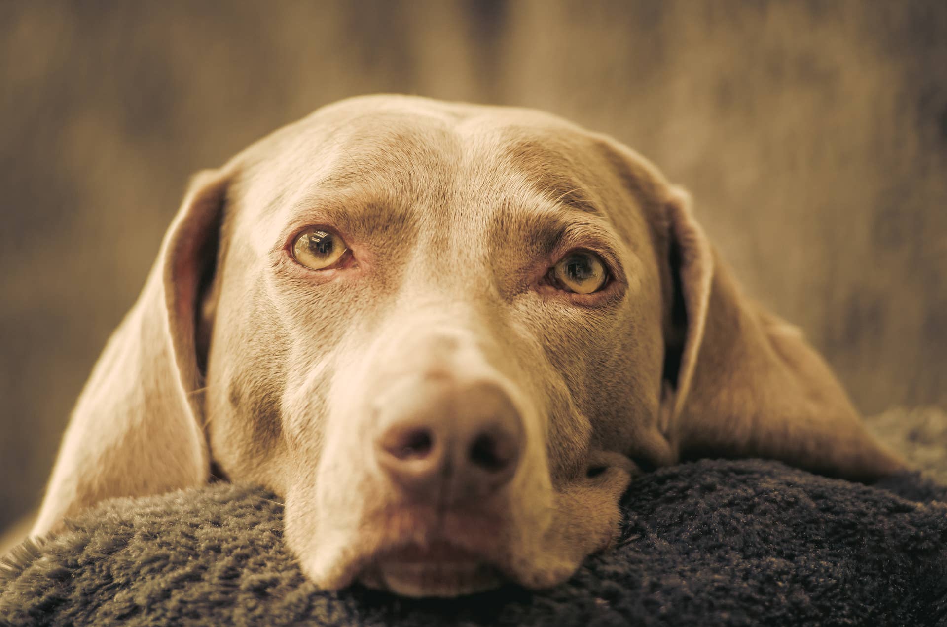 Weimaraner's Willpower with Philly Cheesesteak Deserves a Medal ...