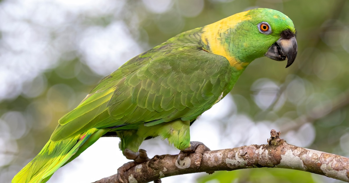 Parrot Who's 'Mad at His Toy' Is Giving All the Vibes - PetHelpful