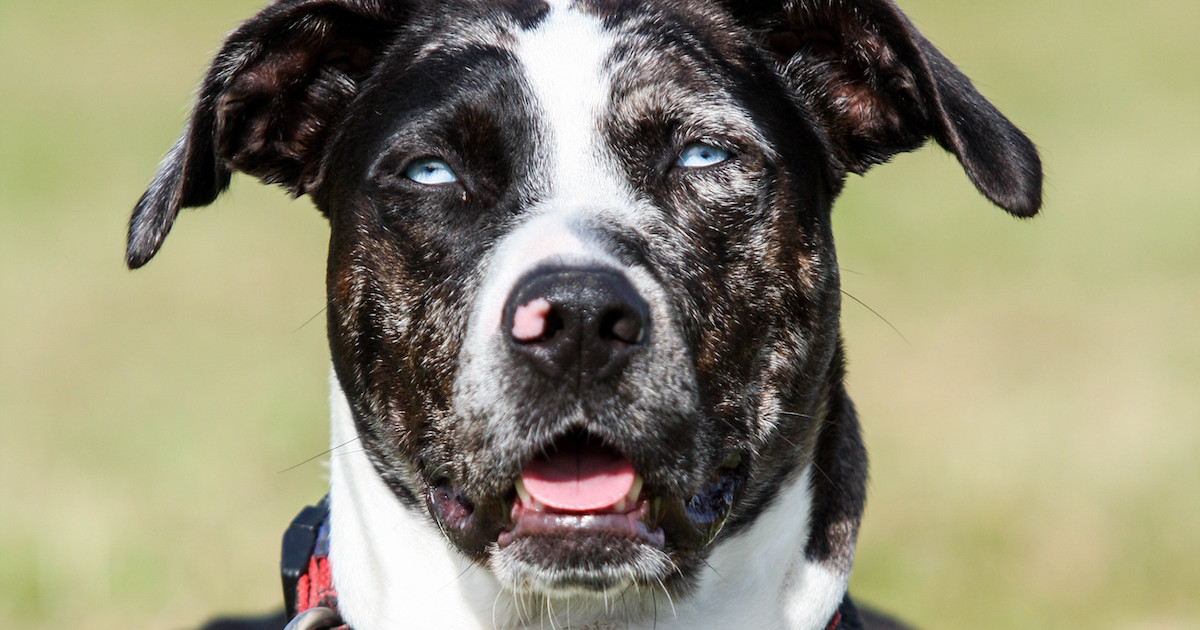 Greedy' Catahoula Leopard Dog Surrounds Herself With Toys Like a Dragon ...