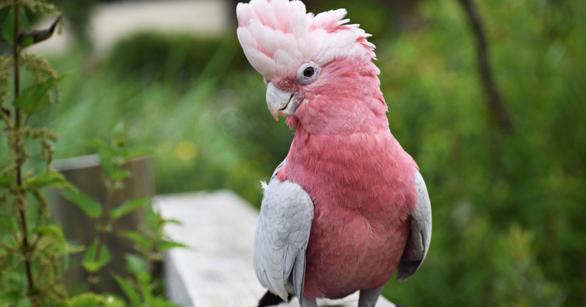 Dad Acts as ‘Backup Dancer’ for His Pink Cockatoo and the Internet Can ...