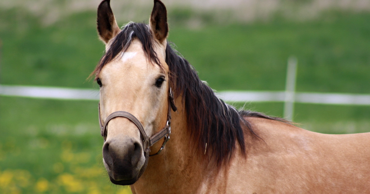 Spicy Horse Turns Into a 'Gentle Nanny' When Her Mom's New Baby Is ...