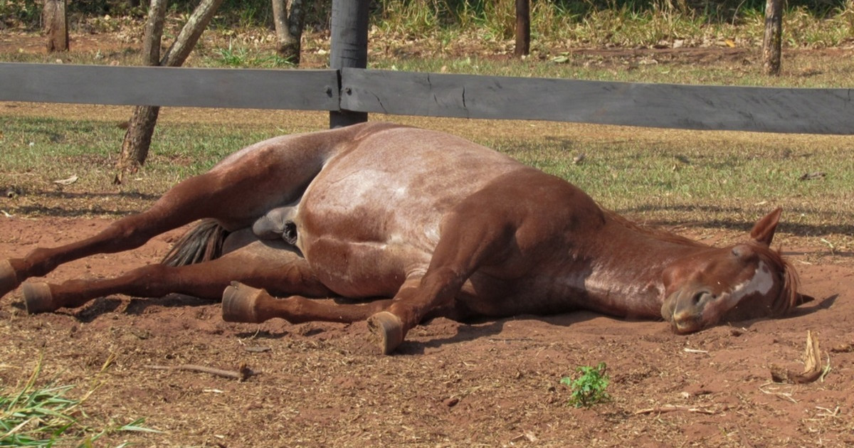 Horse Hilariously Plays Dead Any Time Somebody Tries to Ride Him ...