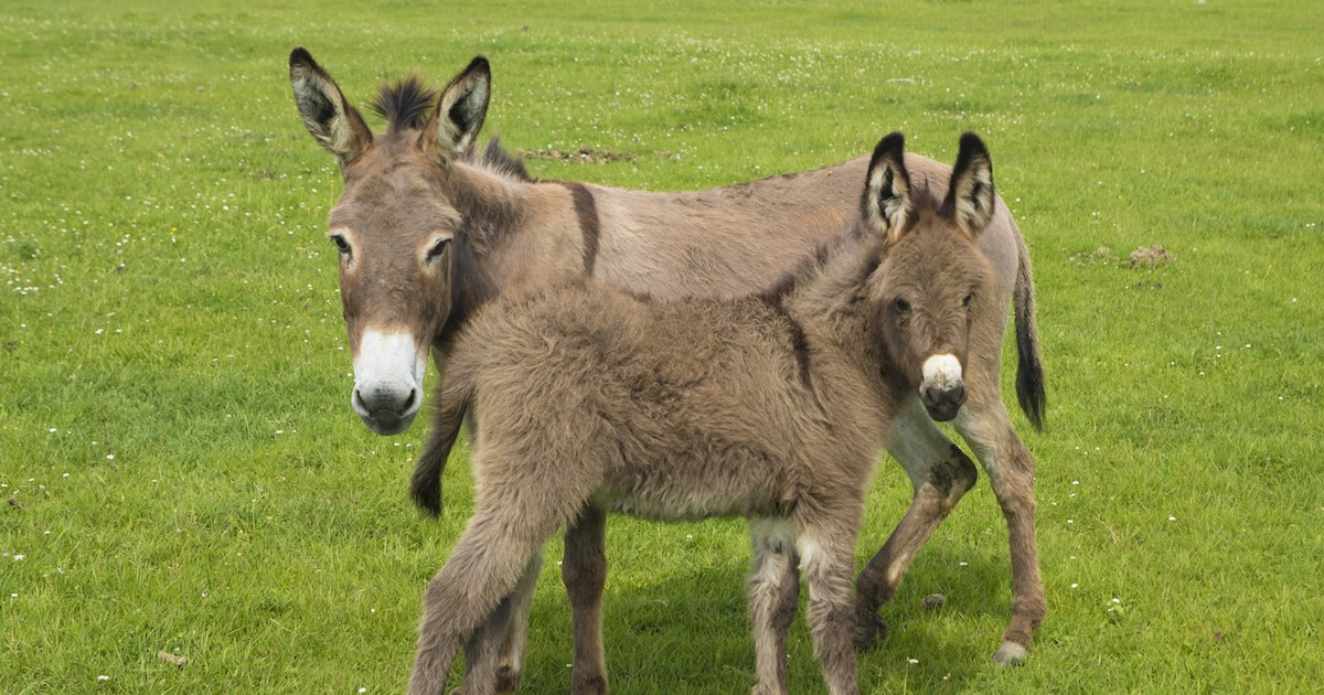 Baby Donkey Shows Her Wild Side One Day After Birth With the Cutest ...