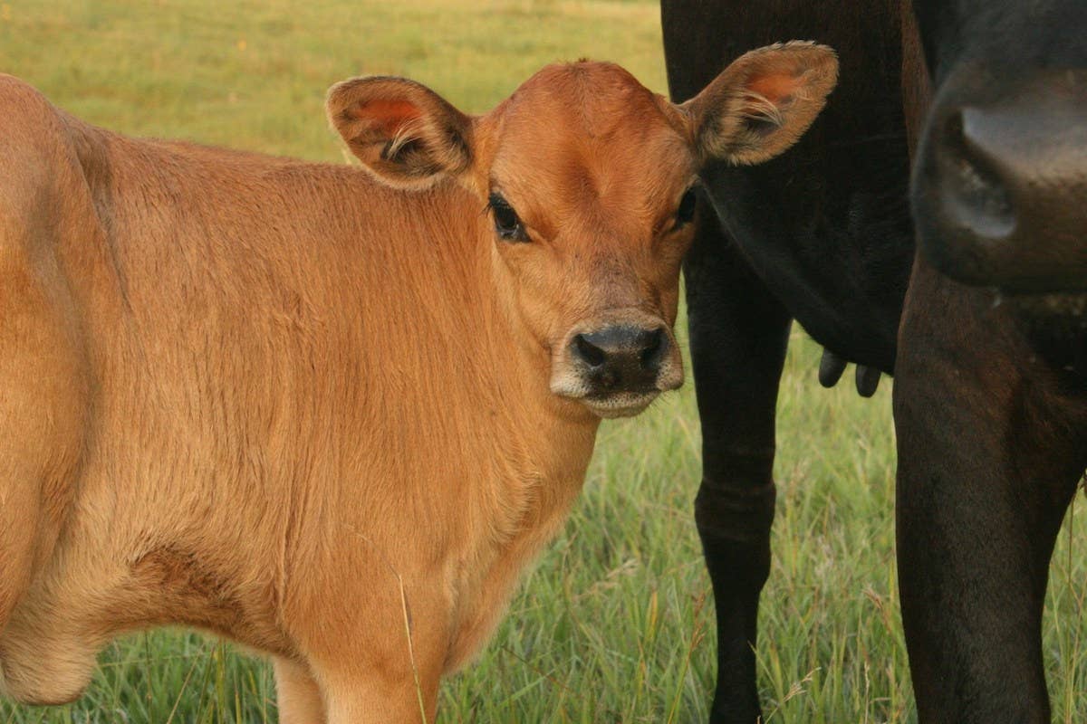 Newborn Calf Dishes Out Major Attitude During Tantrum Over 'Stranger ...