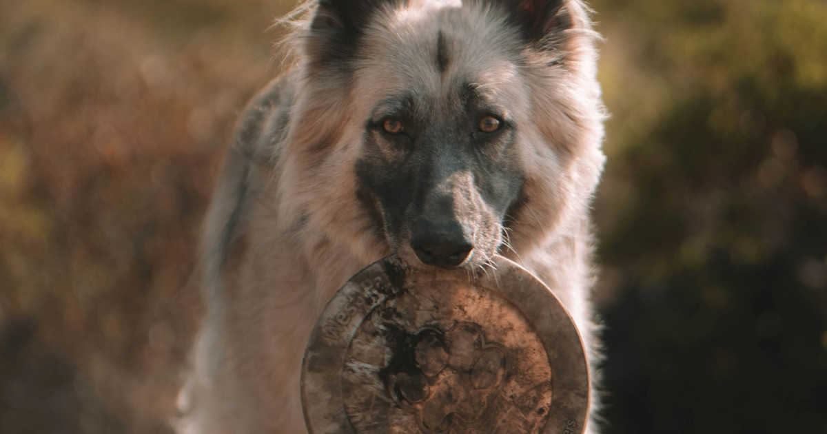 Resourceful German Shepherd Puppy Comes Up With Her Own Mealtime Plan ...