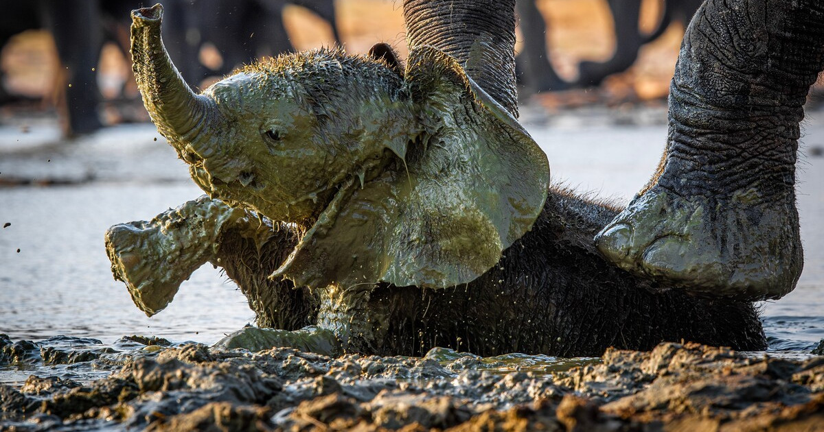 Baby Elephant Having a ‘Pool Party’ in a Puddle Is Total Cuteness ...