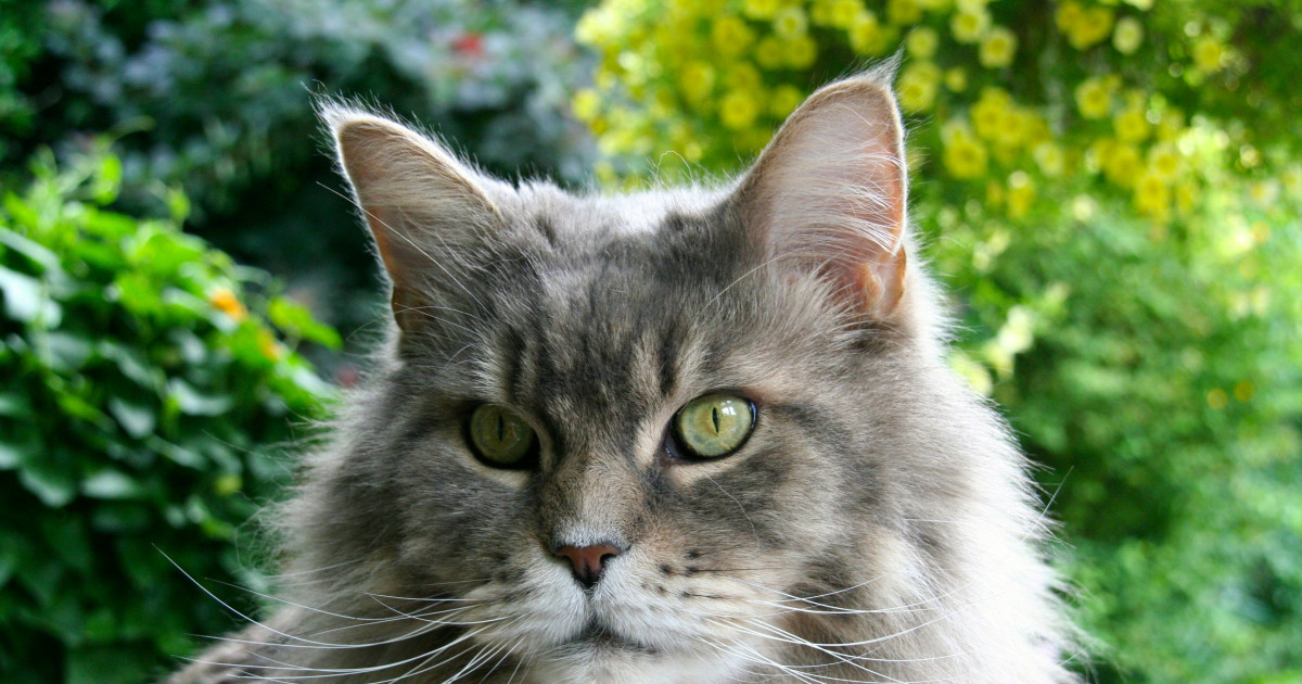 Majestic Maine Coon Cat Getting Scared By Household Appliance Is a Tale ...