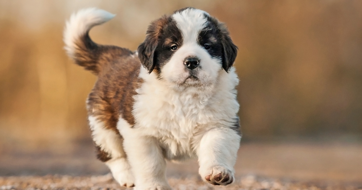 Saint Bernard Puppy's Precious Pink Toe Beans Have the Internet ...