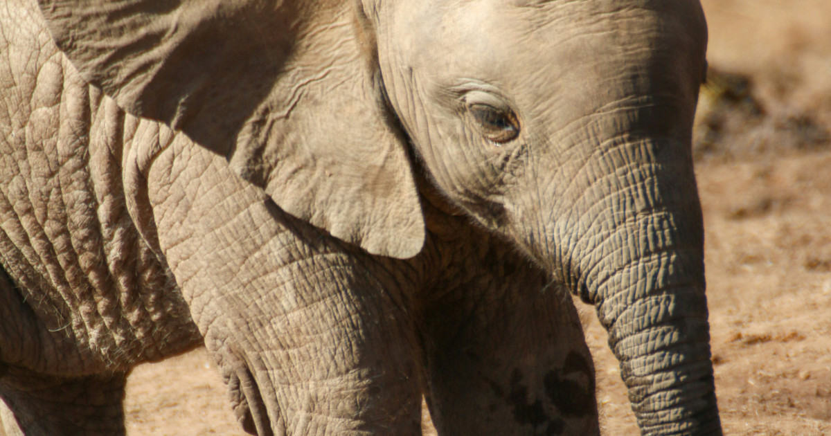 Baby Elephants Compete for the Title of Biggest Show-Off, and It’s ...
