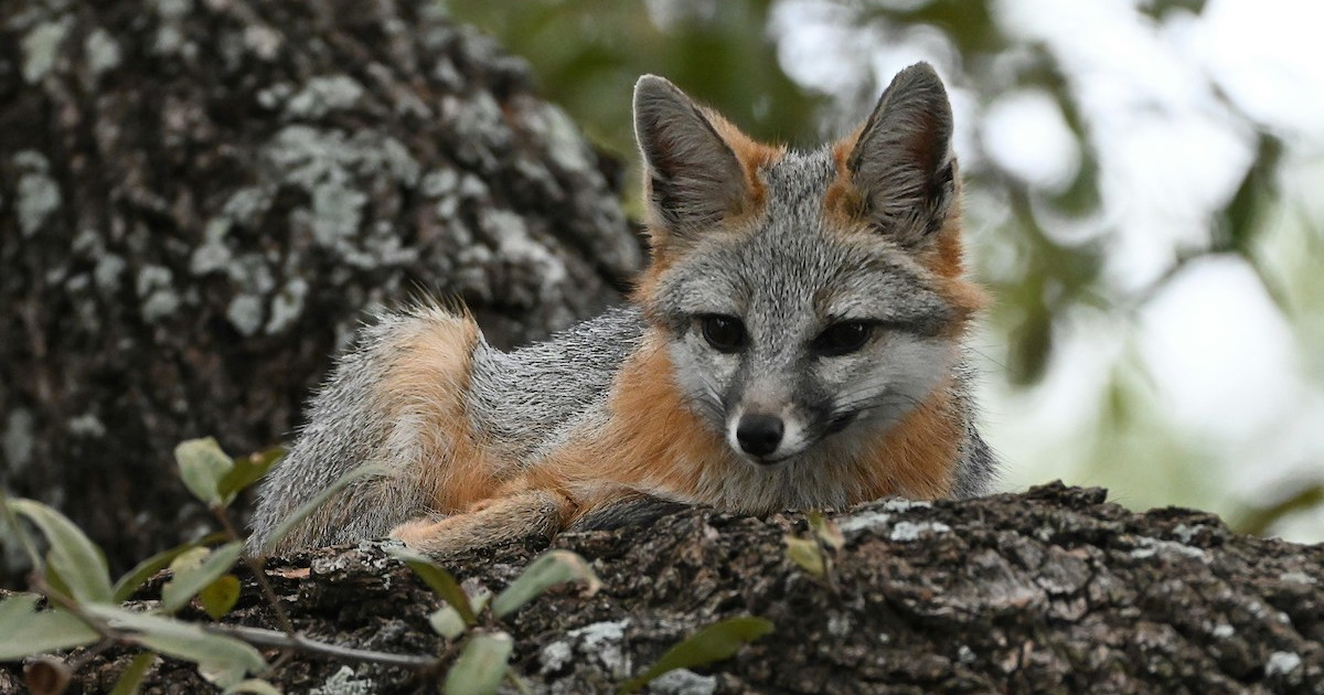 One of the Smallest Fox Species in the World Lives on These California ...