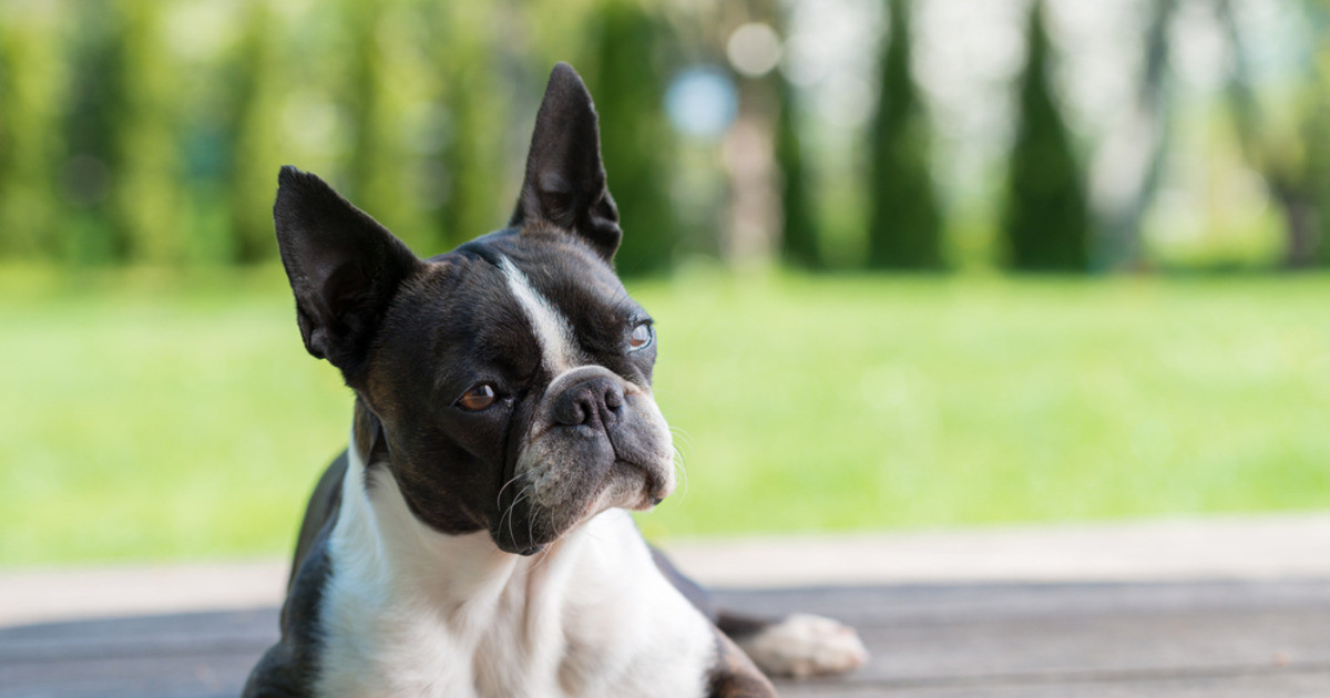 Sad Boston Terrier Deeply Bonded With Her Dad Surrendered and ...