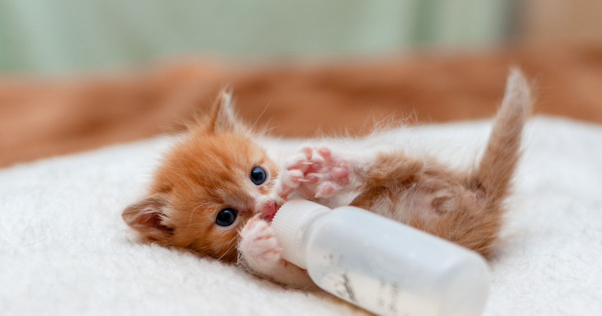 Tiny Newborn Kitten's First Time Making Biscuits Will Melt Your Heart ...