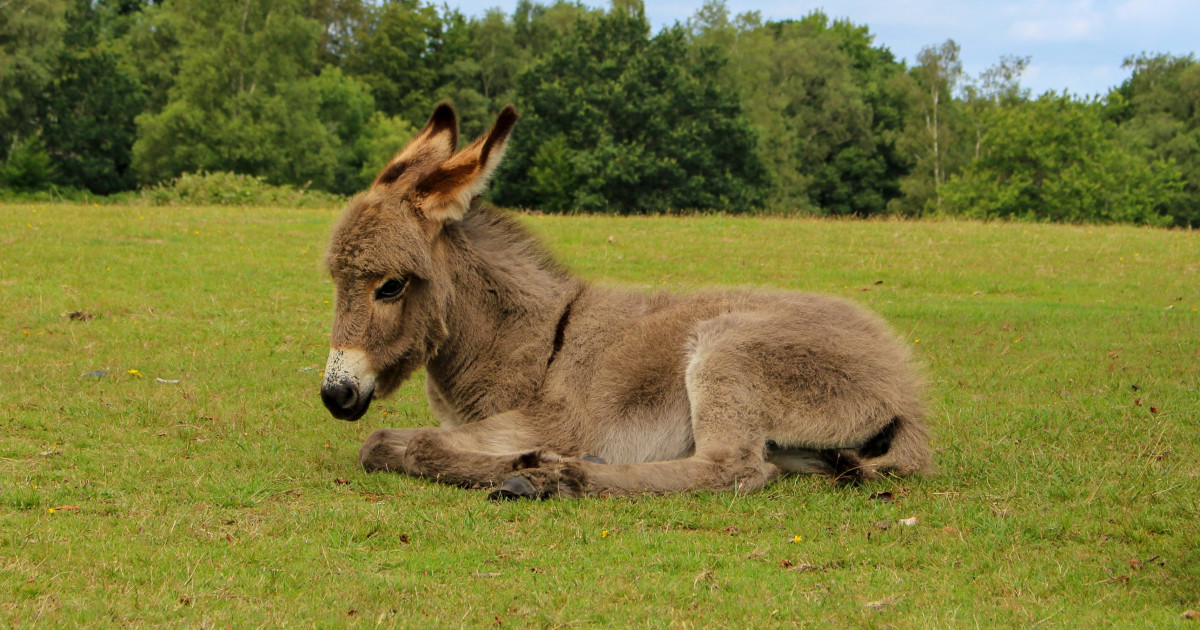 Sleepy Baby Donkey's 'Big Stretch' Has Everyone Melting - PetHelpful