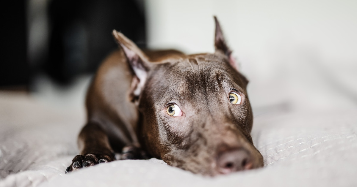 Pit Bull Goes Into Full-On Nanny Mode the Minute Infant Twins Get ...