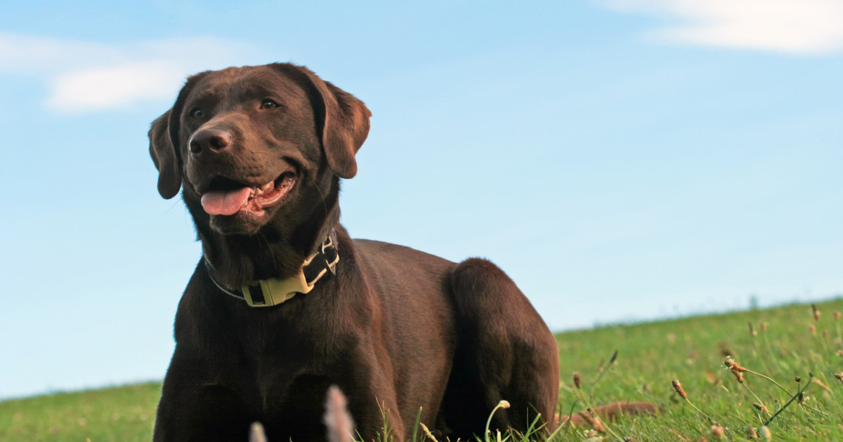 220+ Dog Names for Chocolate Labrador Retrievers - PetHelpful