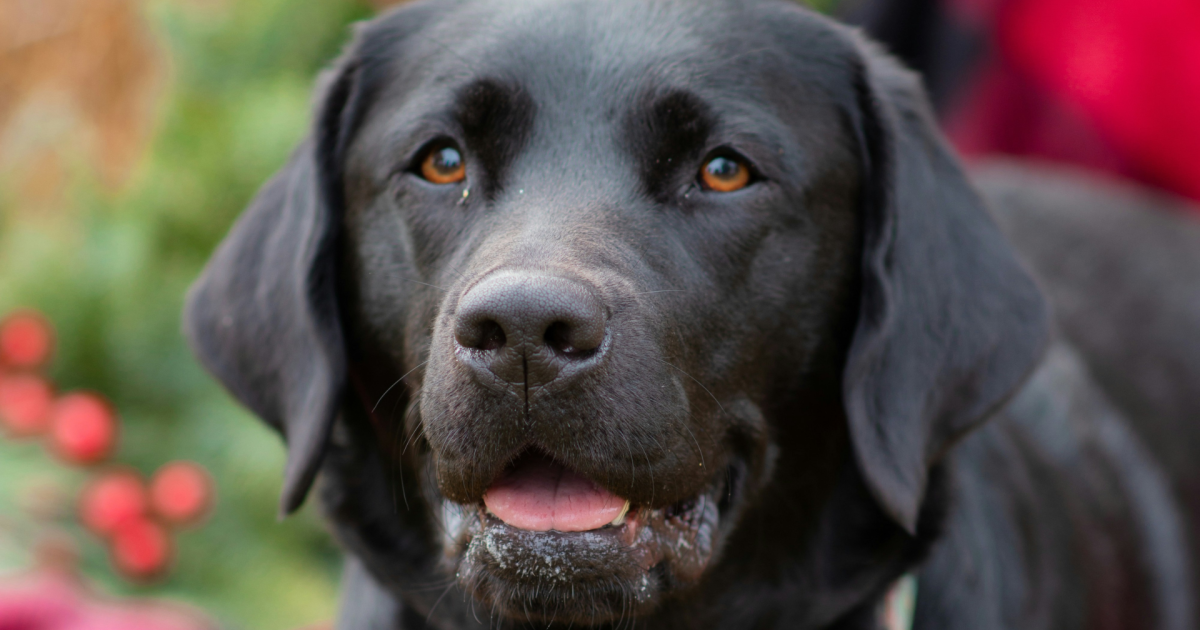 Black Labrador Checking to Make Sure Mom Didn’t Get Rid of Any of His ...