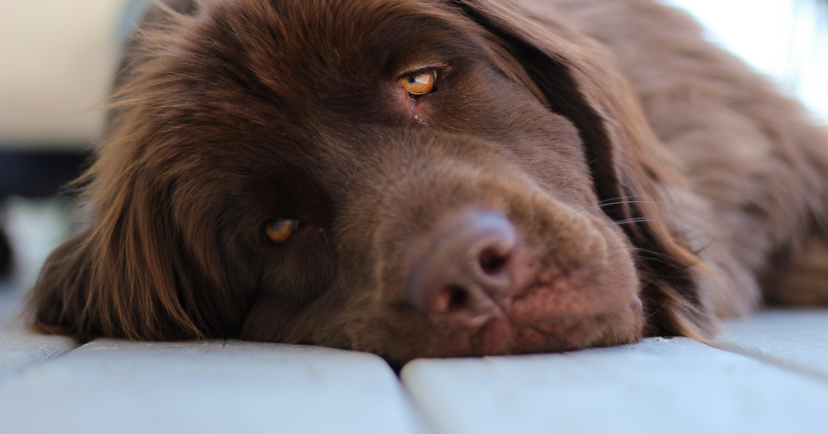 Massive Newfoundland Dog Who Tried to Share a Bed With Mom and Dad Has ...
