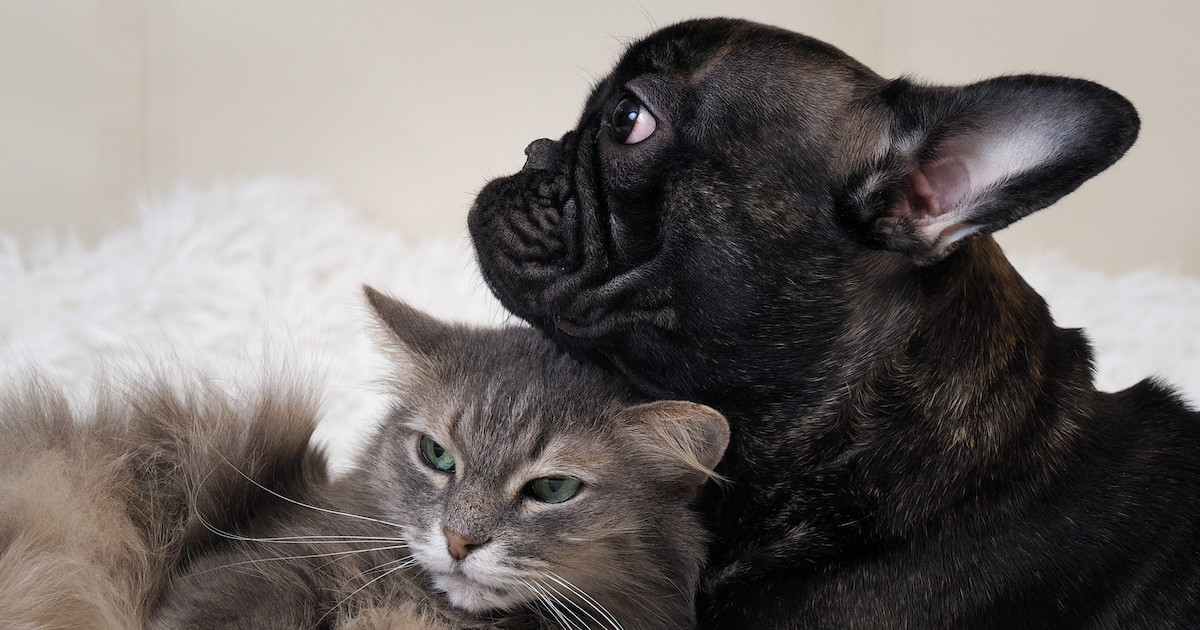 Gentle French Bulldog and Tabby Cat Siblings Share a Heating Pad Like ...