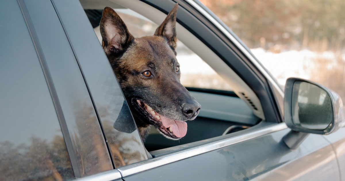 Belgian Malinois Watches Woman Eat a McMuffin and Loses It, Letting Out ...
