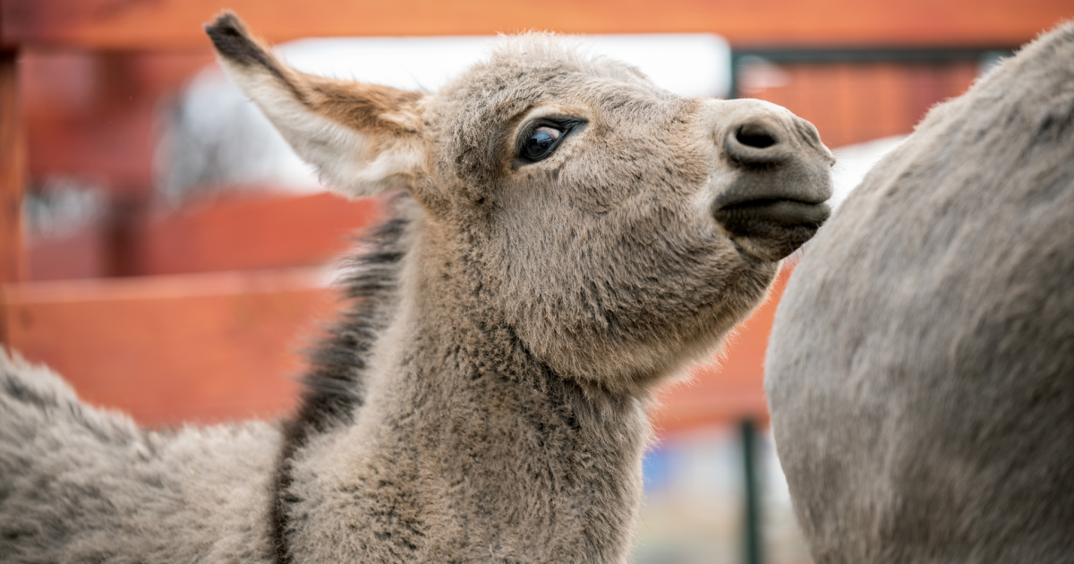 Baby Donkey's First Roll in Dirt Is the Stuff Dreams Are Made Of ...
