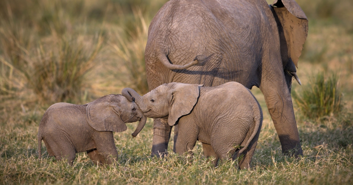 Elephants Annoying Baby Sister During a Nap Like ‘Classic Siblings’ Is ...