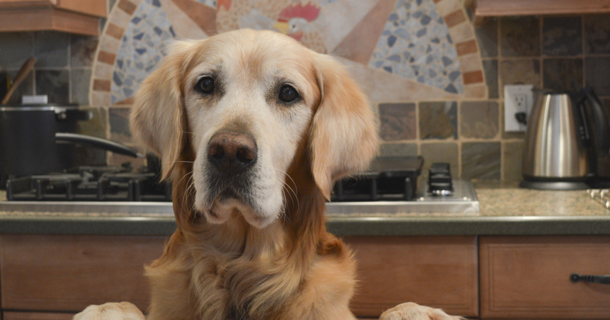 Golden Retriever Walks on His Tippy Toes in Cute Video - PetHelpful