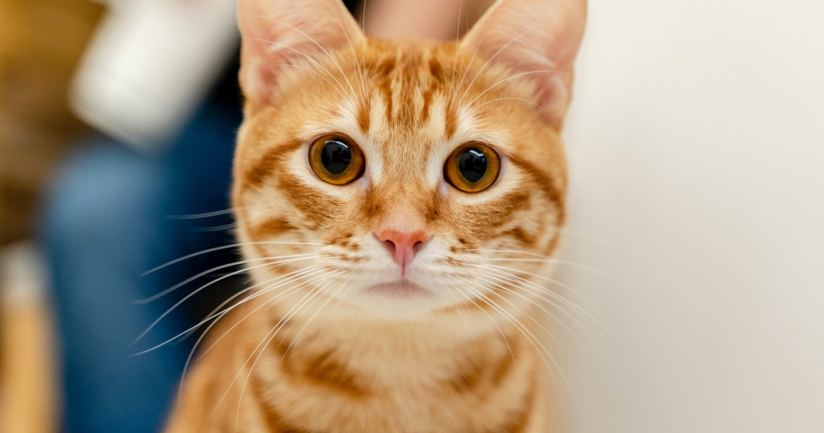 Orange Cat's Gentle Pats for His Newborn Human Sister Are the Sweetest ...