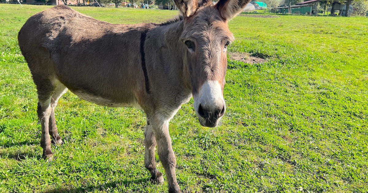 Rescued Donkey and Pig Besties Share a Gentle 'Head Hug' in the ...