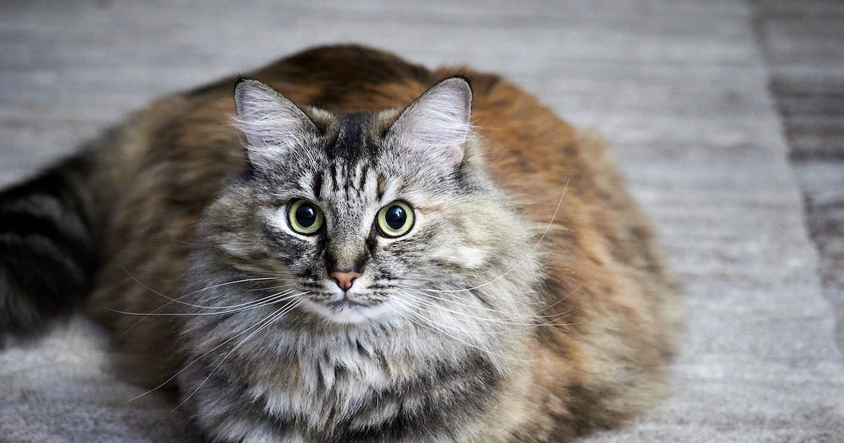 Fluffy Cat's Whipped Cream Treat Gives Him the Cutest Milk Mustache ...