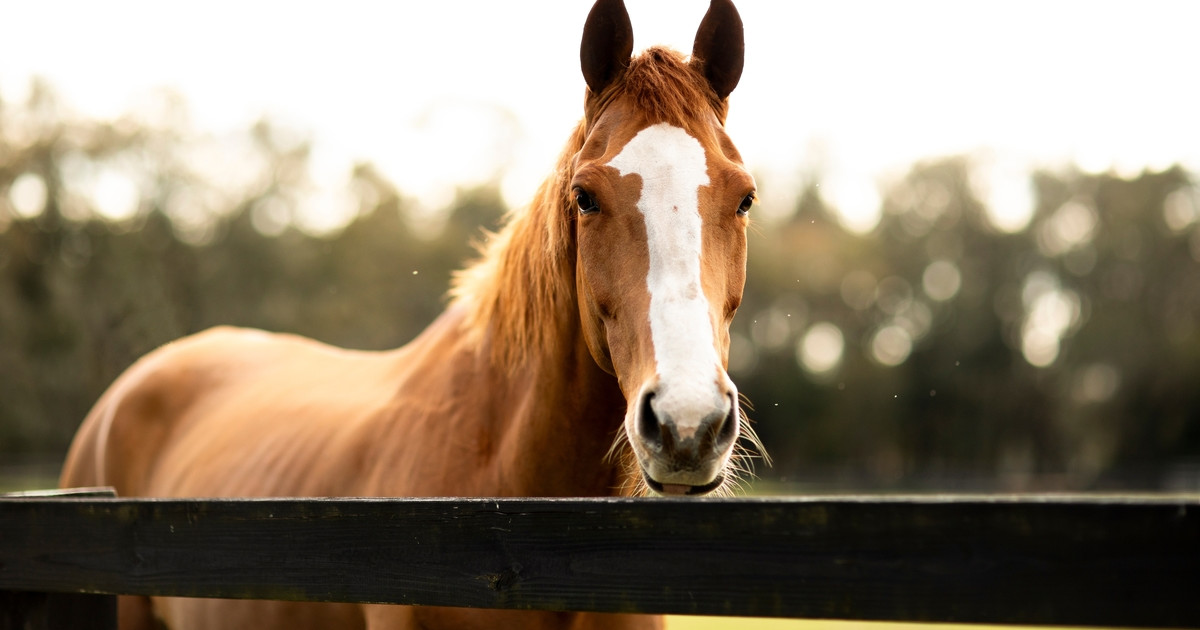 Horse's Gentle Nuzzles While Meeting Human Baby Brother Are Full of ...