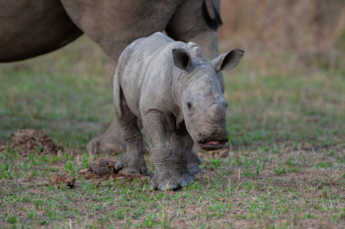 Fresno Chaffee Zoo’s New Baby Rhino Has Everyone Falling in Love ...