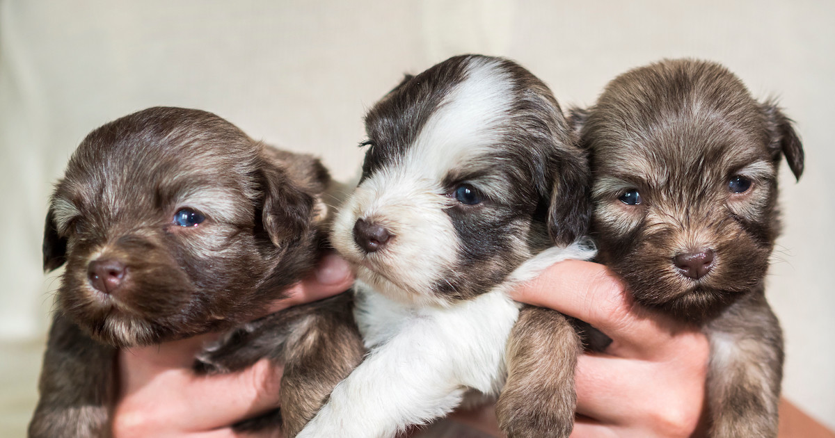 Tiny Foster Puppies Visiting a Senior Home Has Everyone in Tears ...