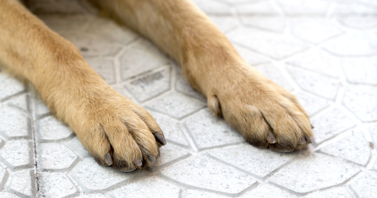 German Shepherd Looks Like He's Entered His Sad Boy Era With His Emo ...