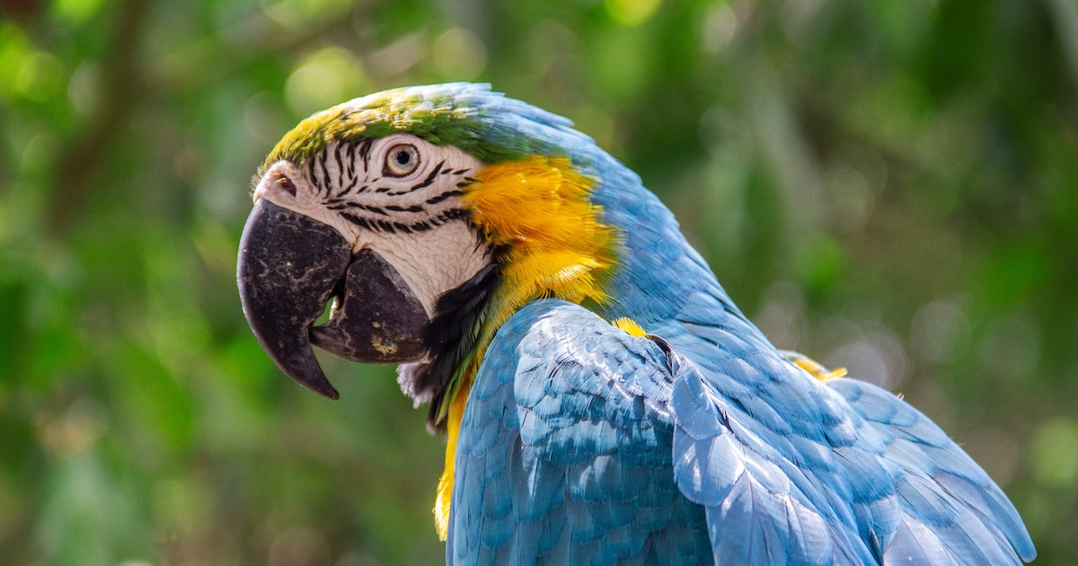 Beautiful Blue Parrot 'Petting' His Bengal Cat BFF Couldn't Be Sweeter ...