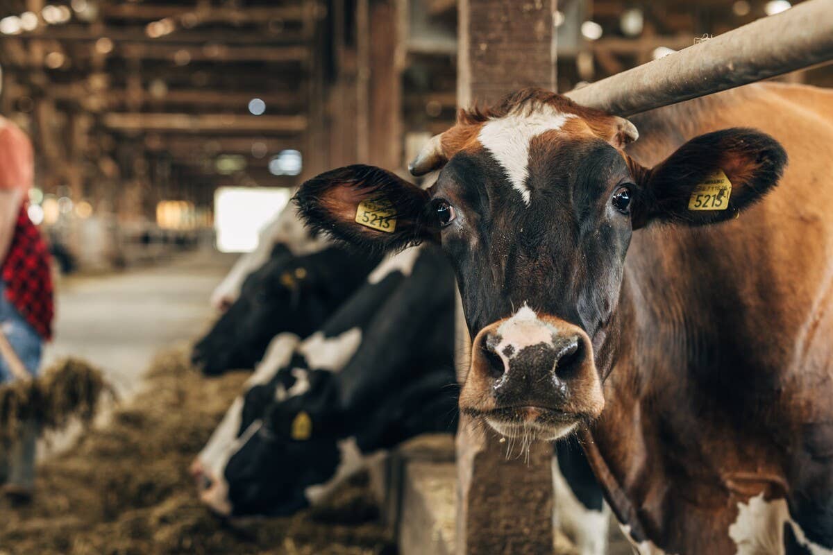 Precious Farm Animals Patiently Waiting for ‘Goodnight Kisses’ Are Pure ...