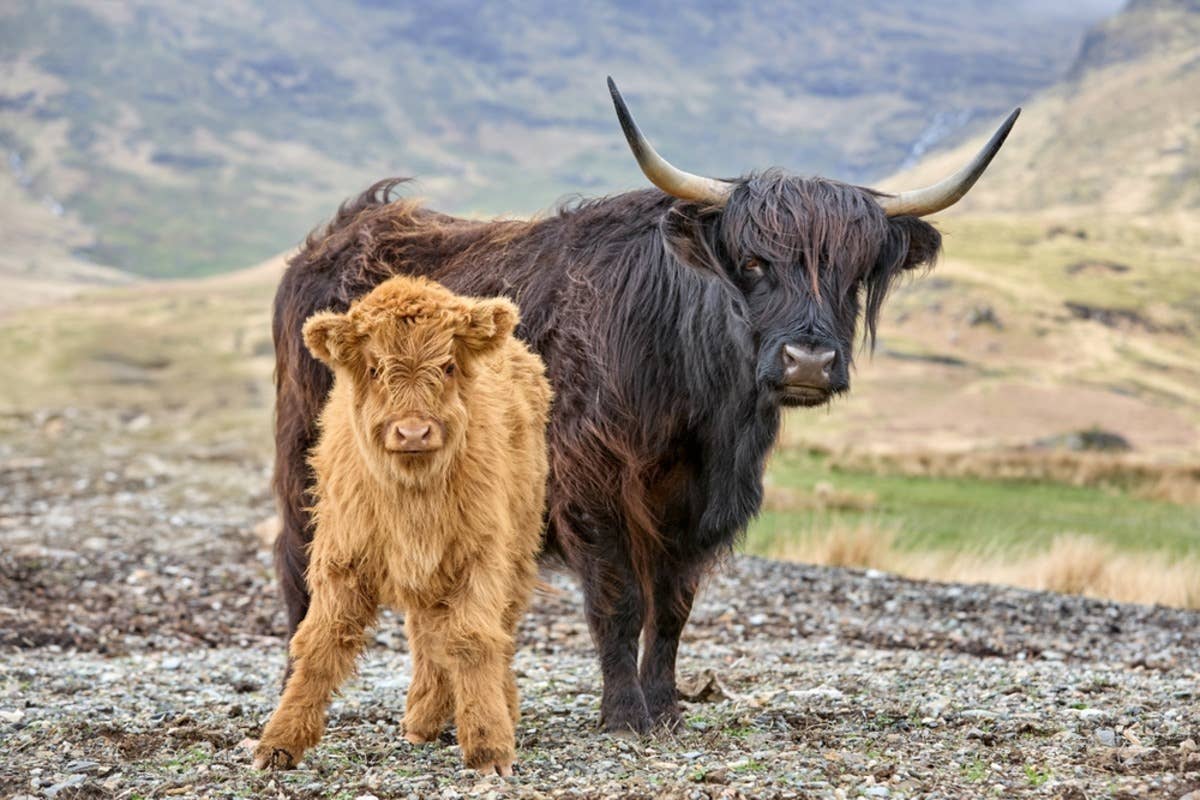 2-Week-Old Cow’s Zoomies Prove She’s Going to Give Mom a Run for Her ...