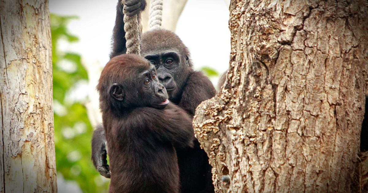 Young Gorillas Demonstrate Classic “Sibling Behavior’ at Fort Worth Zoo ...