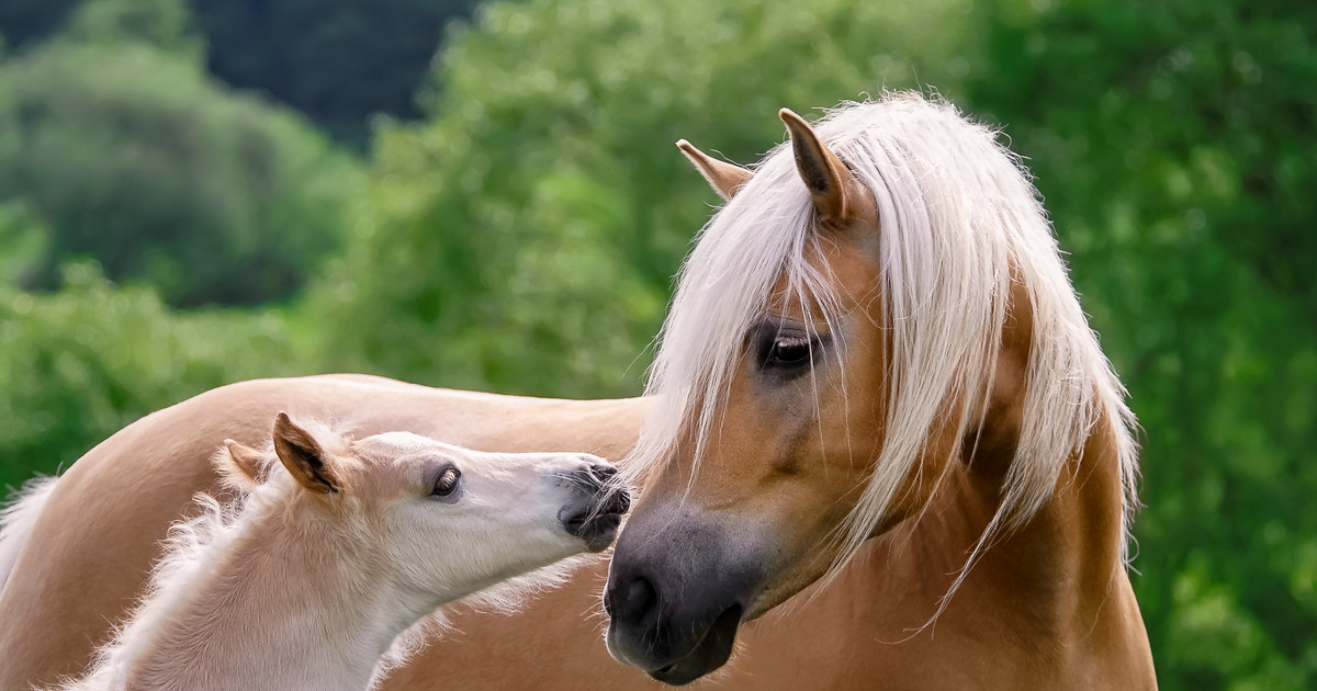 Mother Horse Sweetly 'Talking' to Newborn Foal Has People Swooning ...