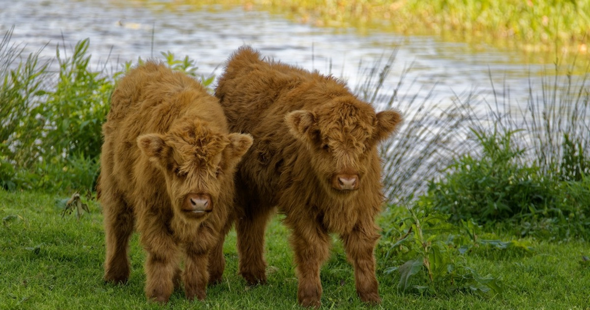 Fluffy Baby Mini Cows Becoming Friends Is the Cutest Thing You’ll See ...