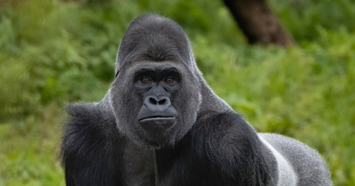 Man Charged by Silverback Gorilla Somehow Keeps His Cool - PetHelpful