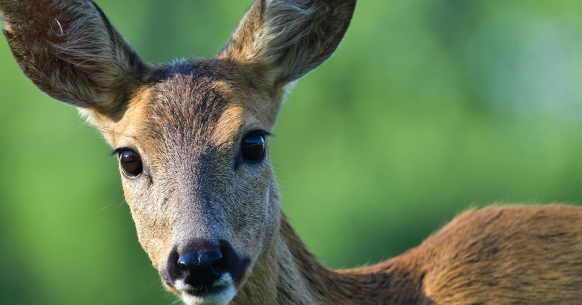 Deer Uses Pool Cover Like His Own Personal Trampoline - PetHelpful