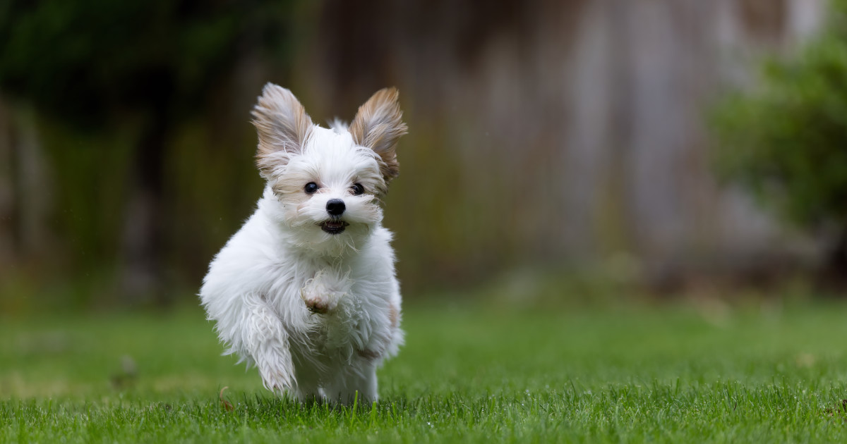 A Dog’s Creative Paw Trick Is Cracking Everyone Up - PetHelpful