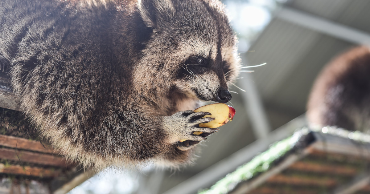 Domesticated Raccoon Enjoys Cheetos Just Like the Rest of Us - PetHelpful